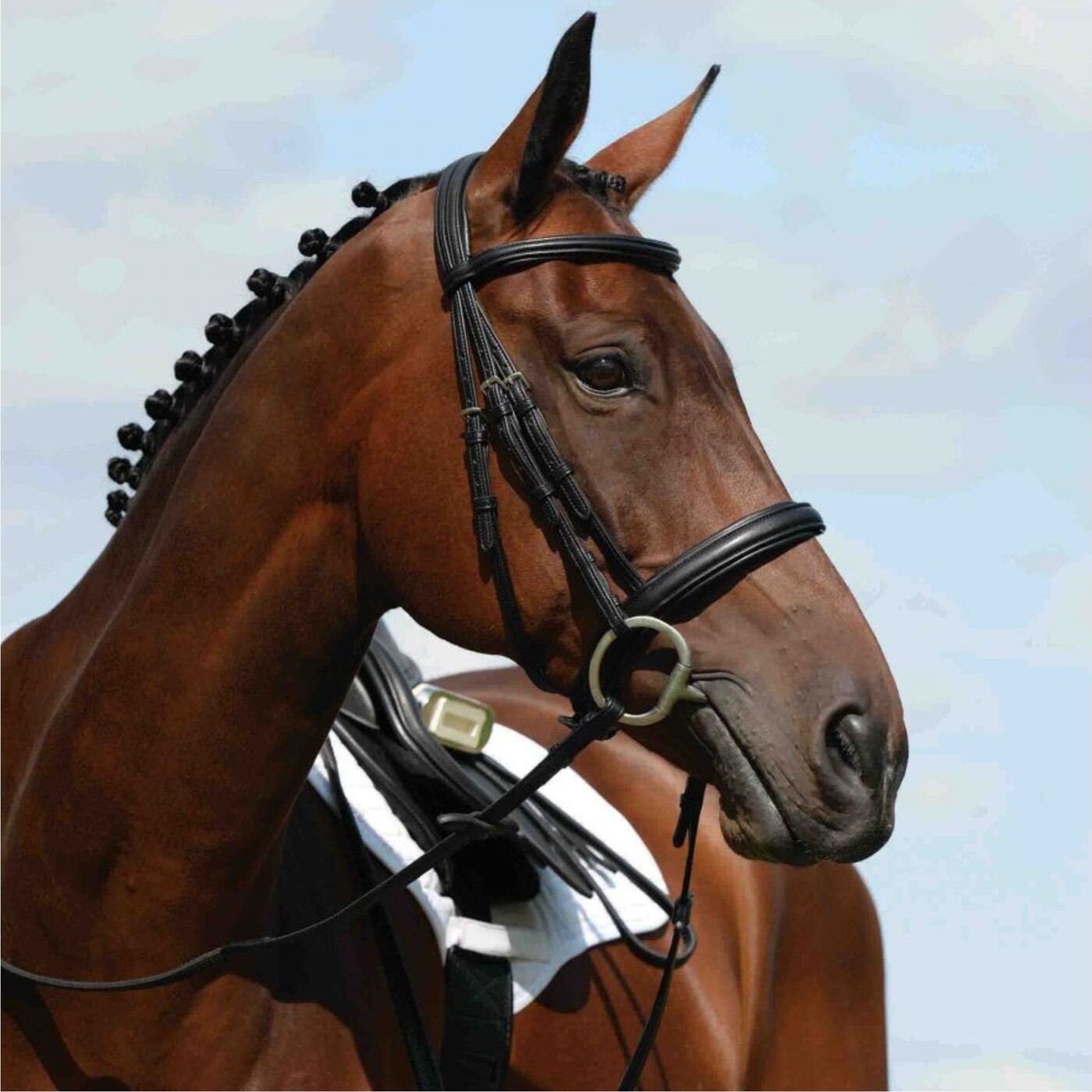 Collegiate Syntovia Padded Raised Cavesson Bridle 1003101001 - Horse ...