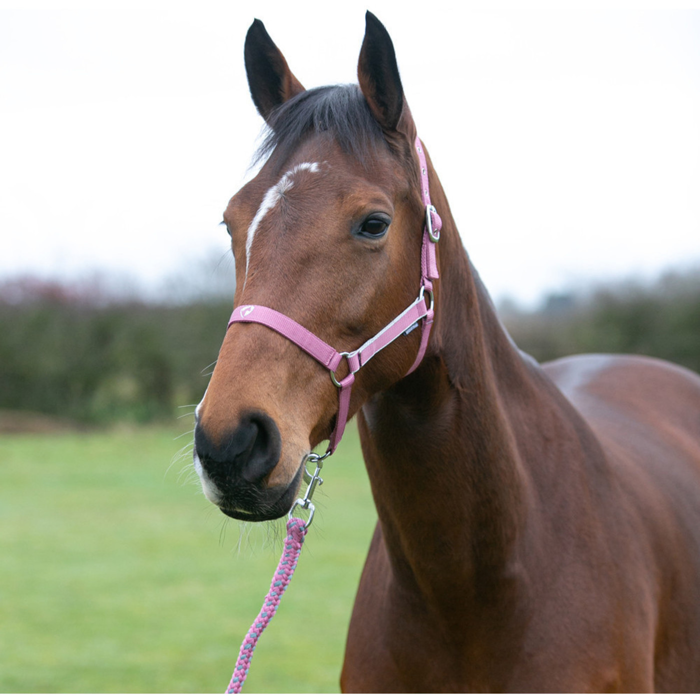 2022 Hy Equestrian Synergy Head Collar & Lead Rope 34499 - Grape ...