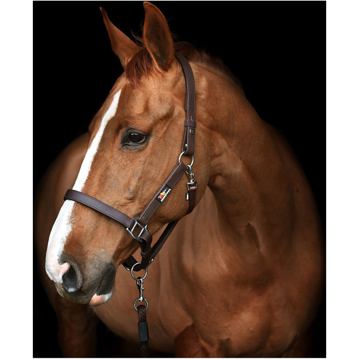 Equilibrium Stellar Head Collar - Brown - 28809 - Horse - Saddlery ...