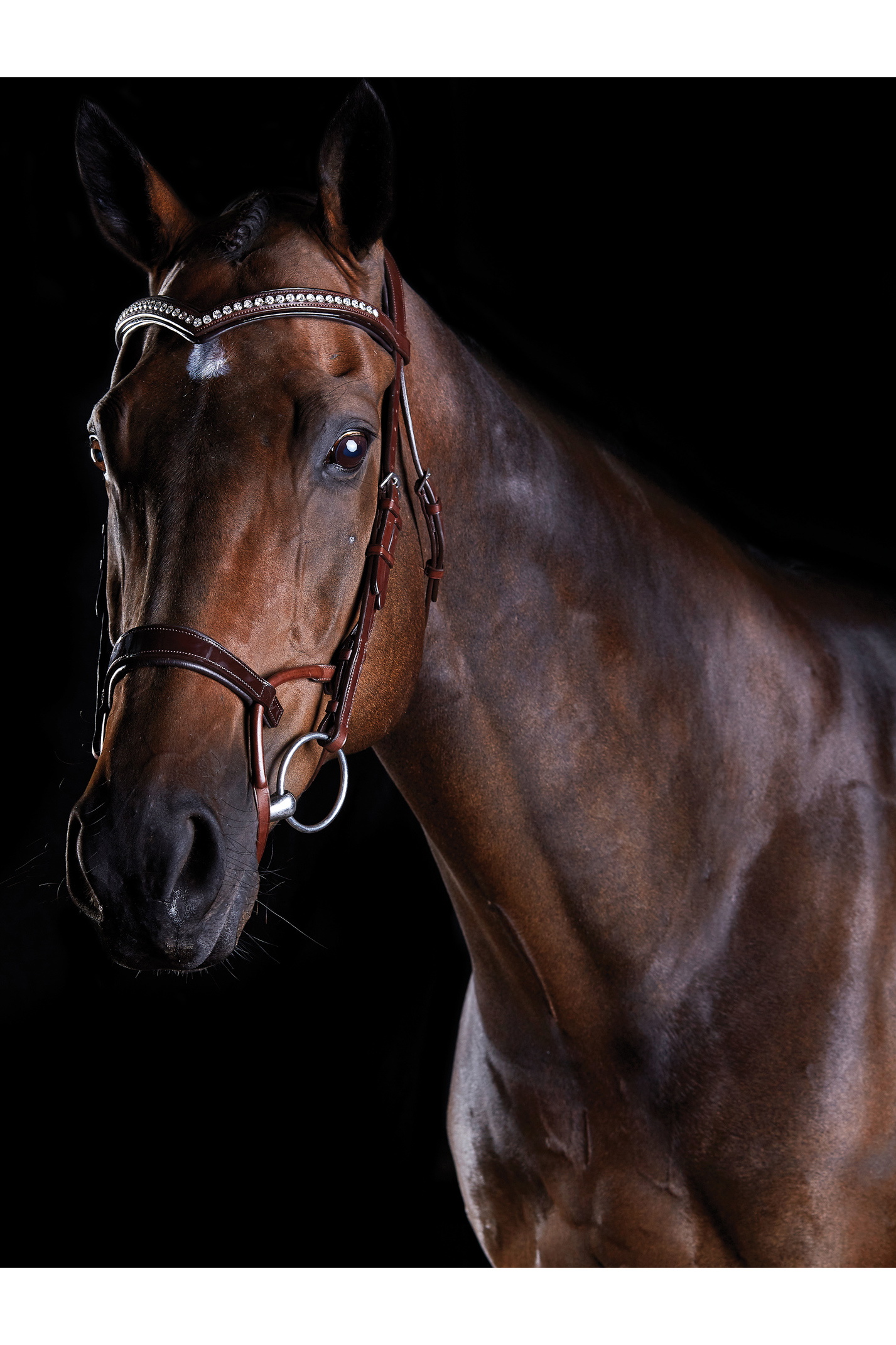 Collegiate Comfitec Patent Bridle 8111 - Brown - Horse - Saddlery ...