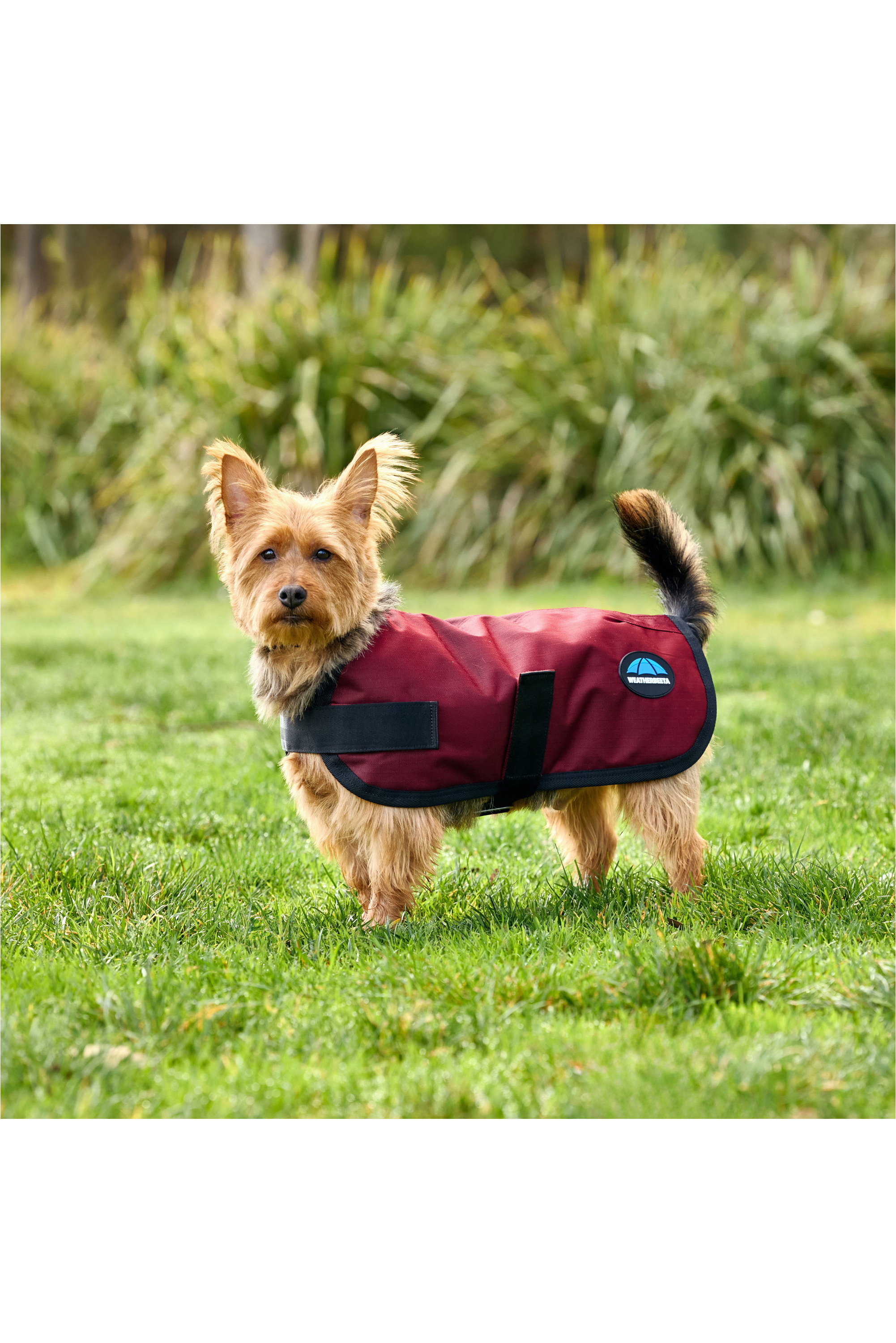 2025 Weatherbeeta Comfitec Classic Waterproof Dog Coat 1029048 ...