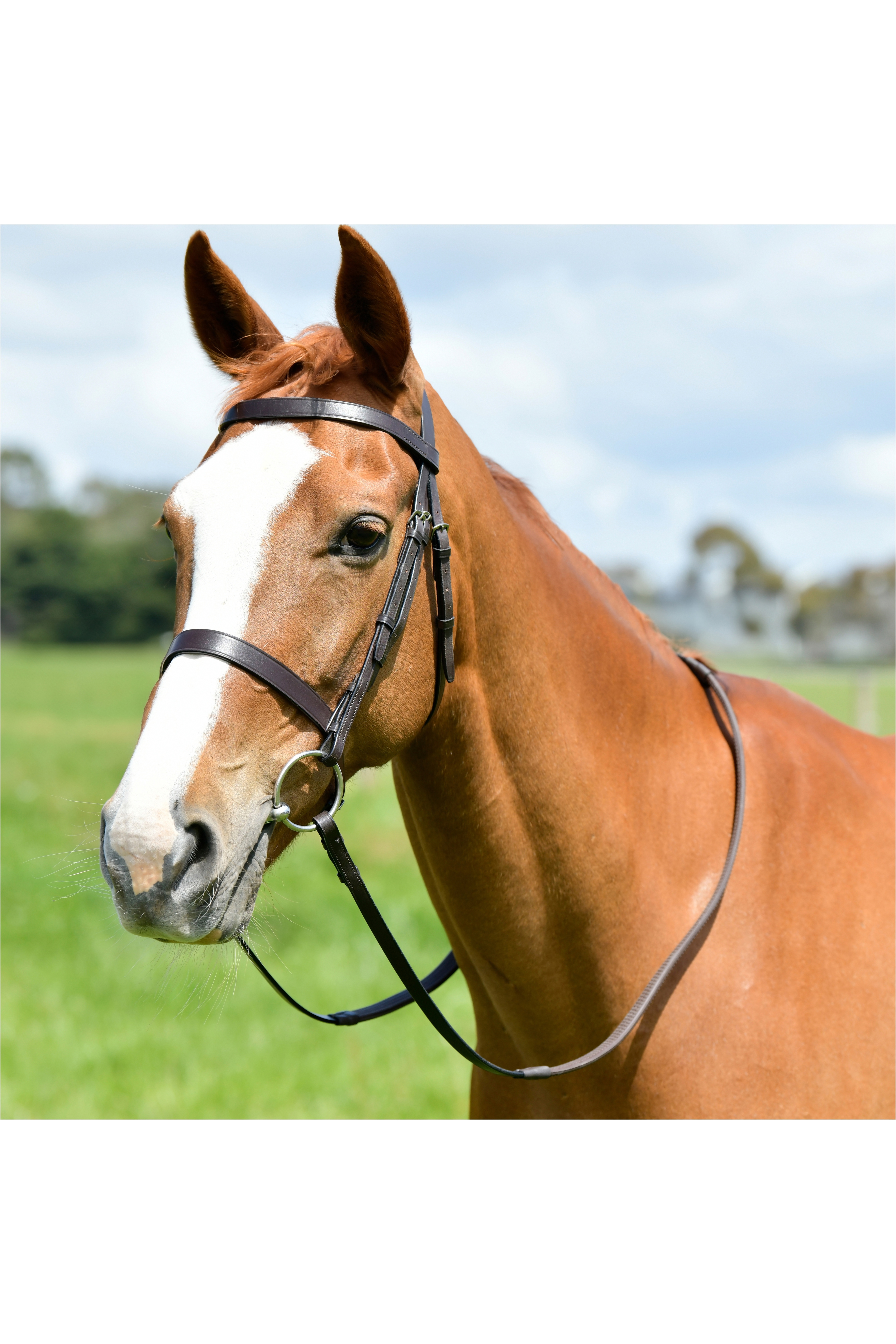 2024 Kincade Classic Flat Hunt Bridle With Reins 10252030 - Brown ...