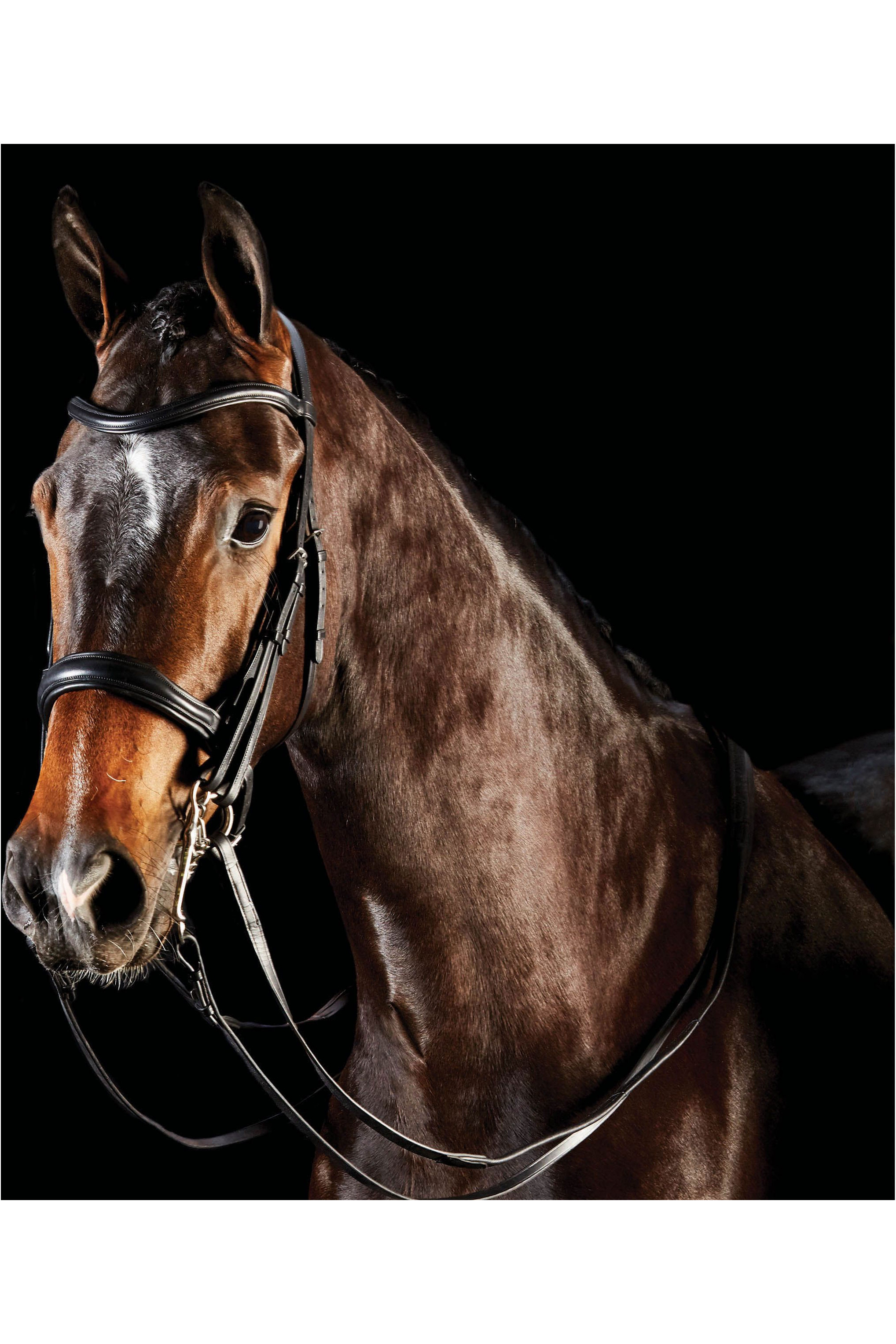 Collegiate Comfitec Weymouth Bridle - Black - 10030360 - Horse ...